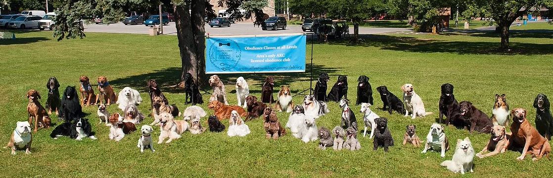Allentown Dog Training Club | Lehigh Valley Classes
